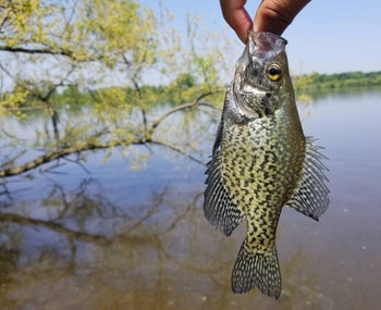 Your Guide to Crappie: From Identification to Pond Management – Living ...