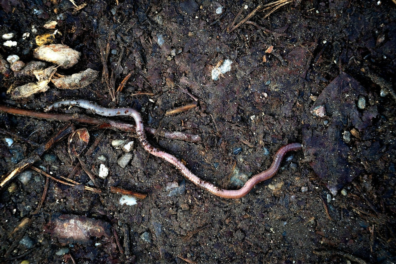 What You Never Thought You’d Need To Know About Pond Worms | Living ...