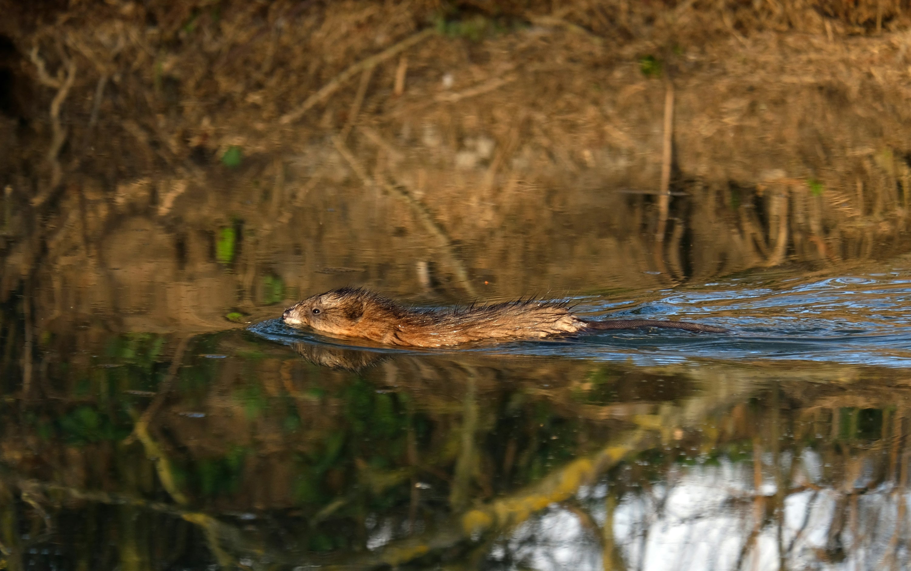 How To Get Rid Of Muskrats: Safe, Effective Tips – Living Water Aeration