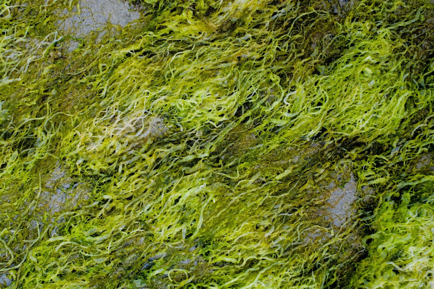 How To Get Rid Of String Algae | Living Water Aeration
