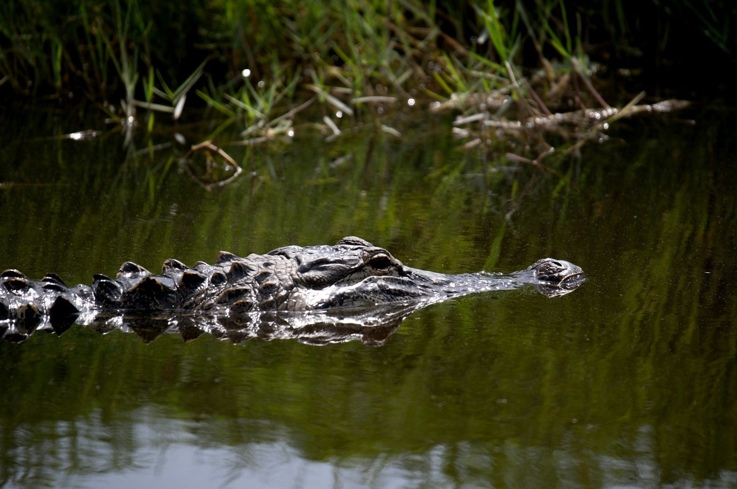How to Get Rid Of Alligators from Your Pond and Property | Living Water ...
