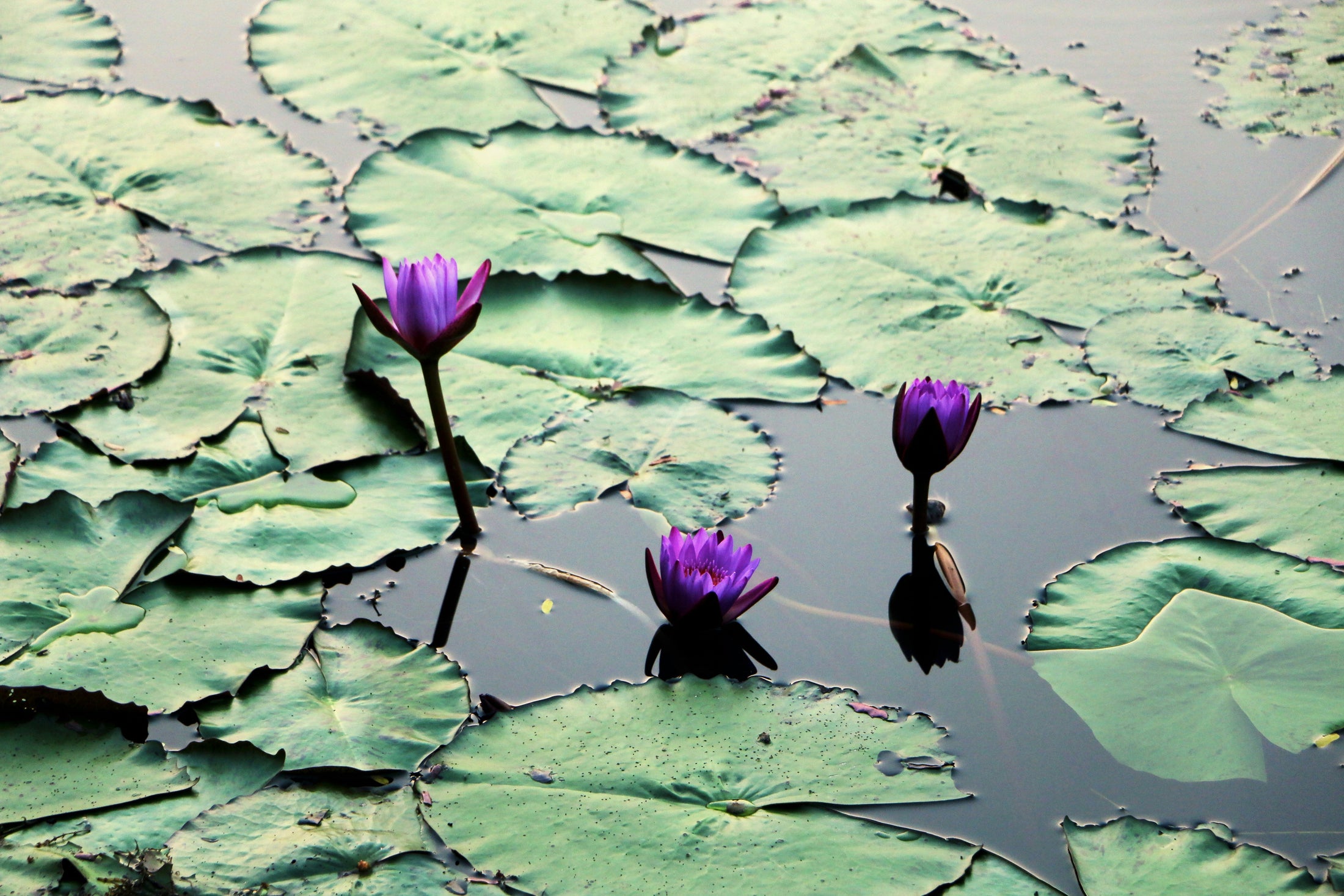 Lily Pad Care and Growth Tips – Living Water Aeration