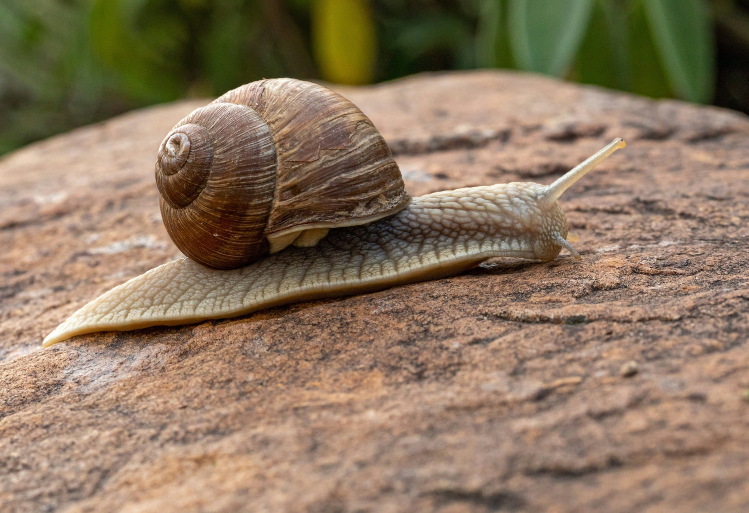 Snail Food: What to Feed Your Aquatic Snails | Living Water Aeration